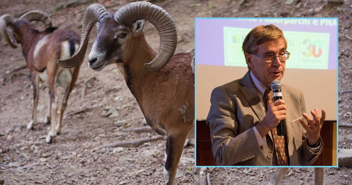 Mufloni, Sammuri tende la mano agli animalisti | MaremmaOggi