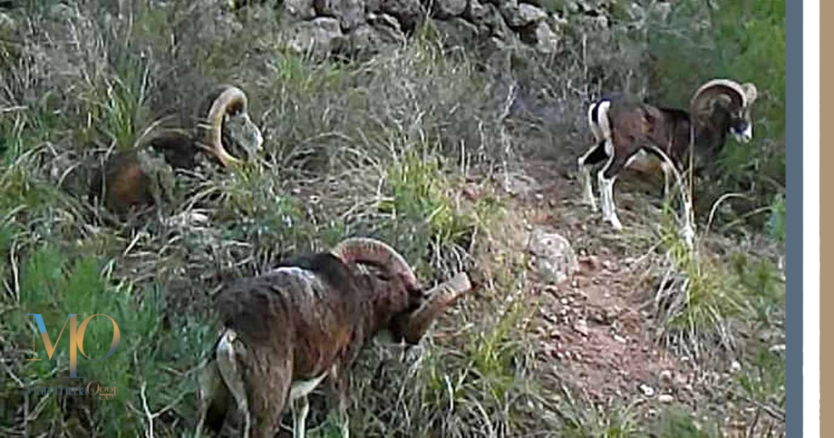 Filmati i mufloni a spasso per l'Argentario | MaremmaOggi