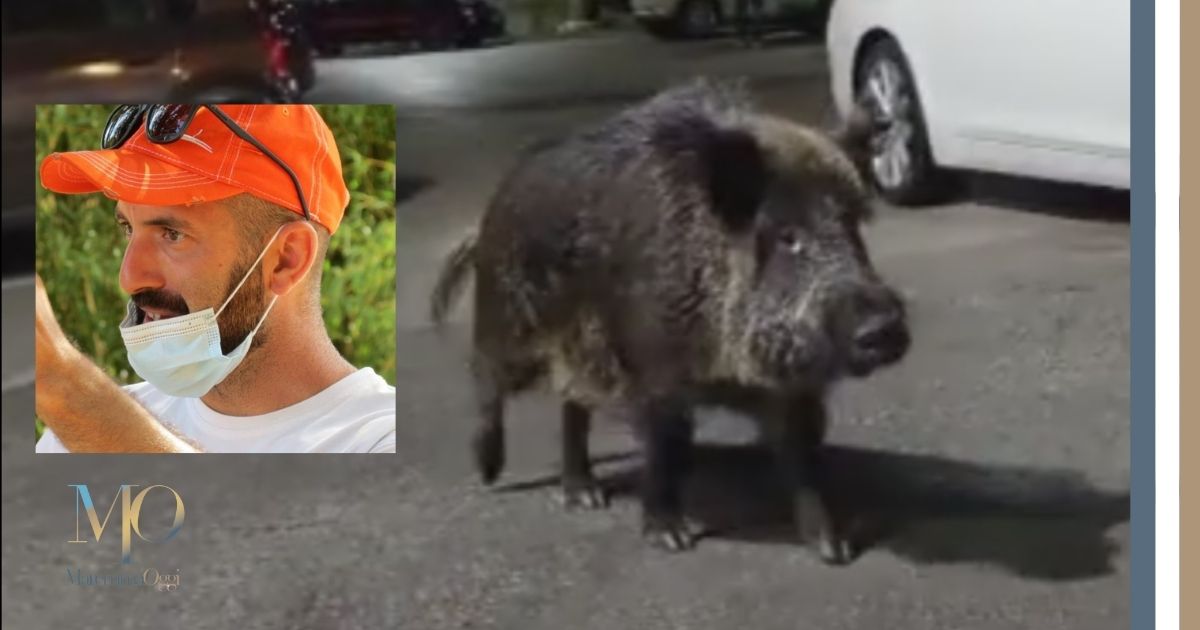 Caso Dondo: «il cinghiale andrebbe catturato e spostato» | MaremmaOggi