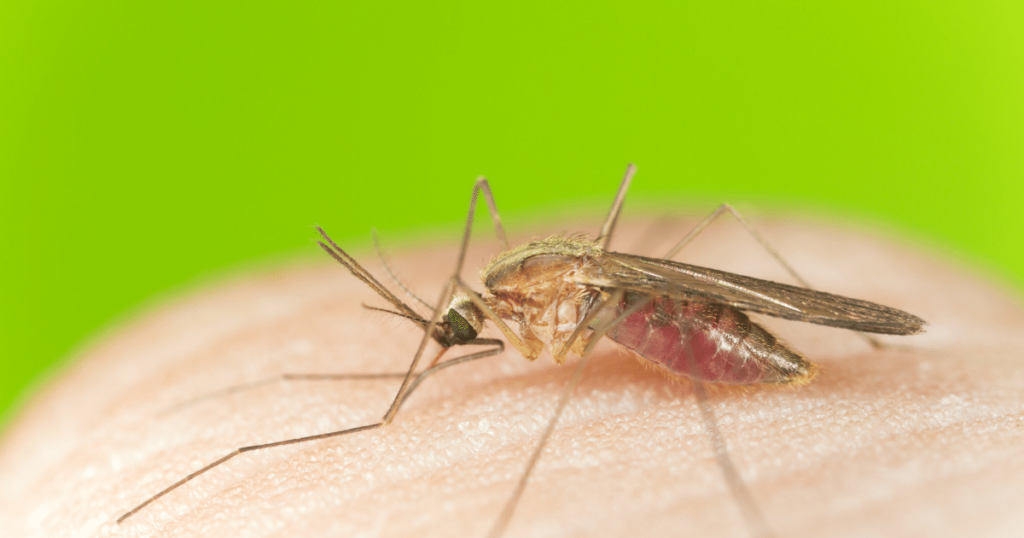 Dalle serafiche alle meduse, ecco come difendersi | MaremmaOggi