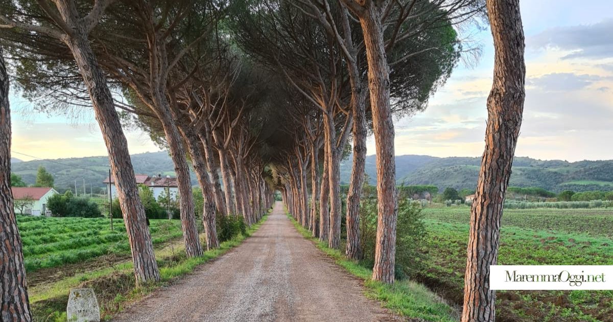 Il Tar distrugge le ordinanze: la strada non sarà annaffiata
