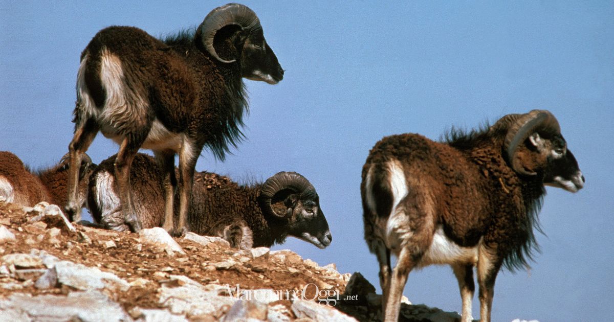 Gli animalisti: «La Regione fermi la caccia al muflone» | MaremmaOggi