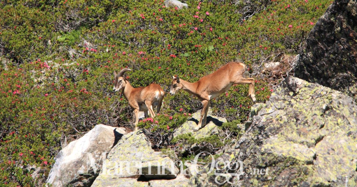 Mufloni al Giglio, completata l'eradicazione | MaremmaOggi