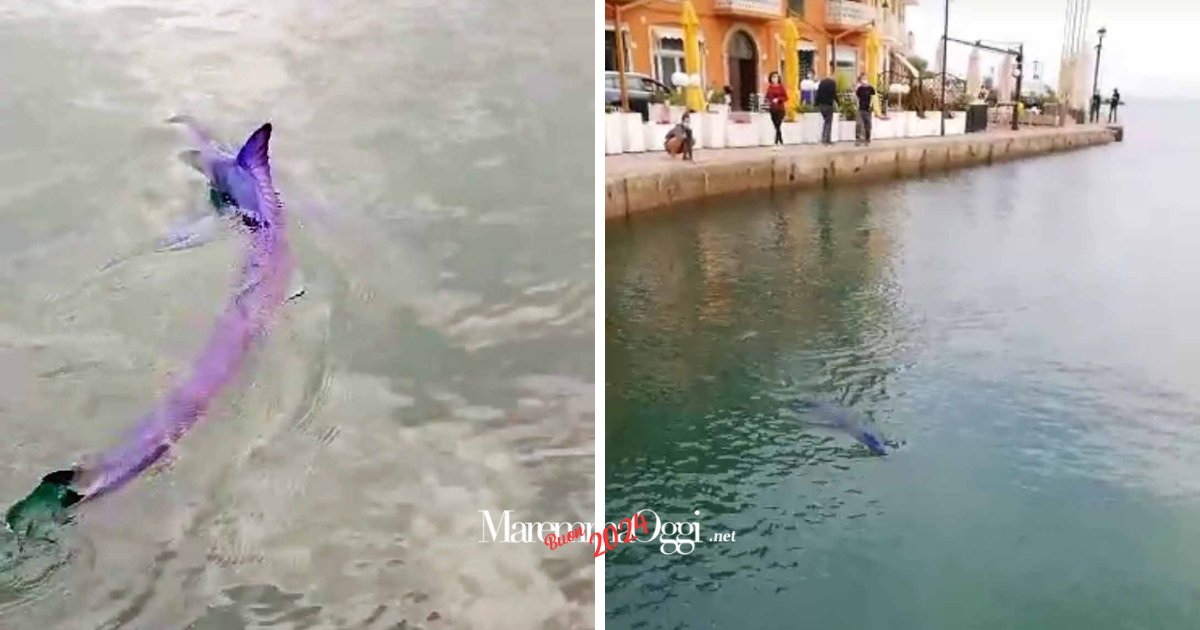 Il mare è più caldo, all'Argentario ecco l'aguglia imperiale | MaremmaOggi