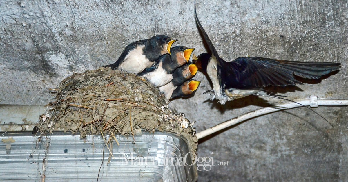 Le rondini fanno primavera, ma è dura se buttano giù i loro nidi ...