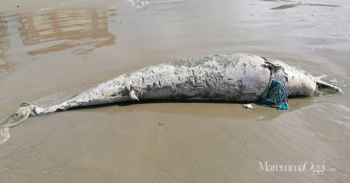 Delfino senza le pinne trovato morto in spiaggia | MaremmaOggi