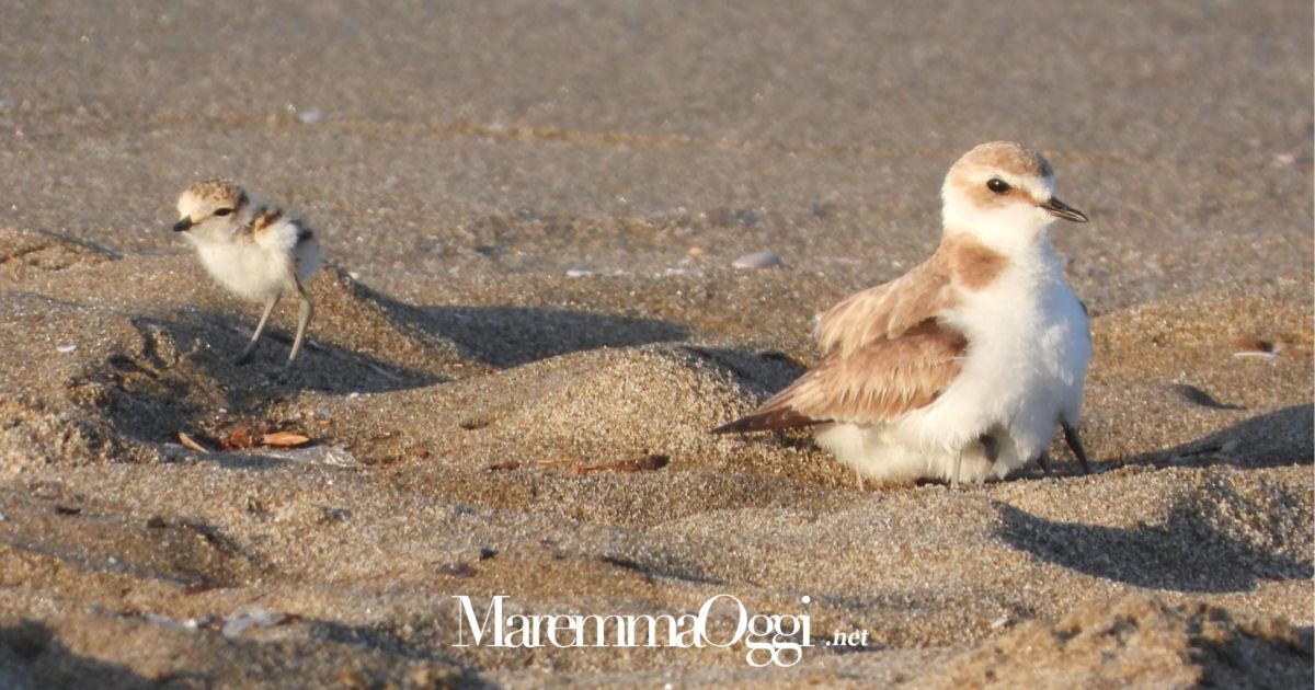 Spiaggia della Feniglia, torna il Fratino | MaremmaOggi