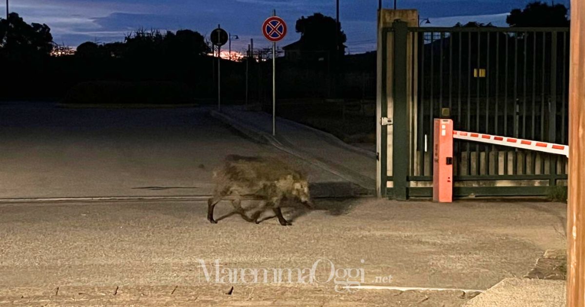 Cinghiale in campeggio ripreso dalle telecamere | MaremmaOggi