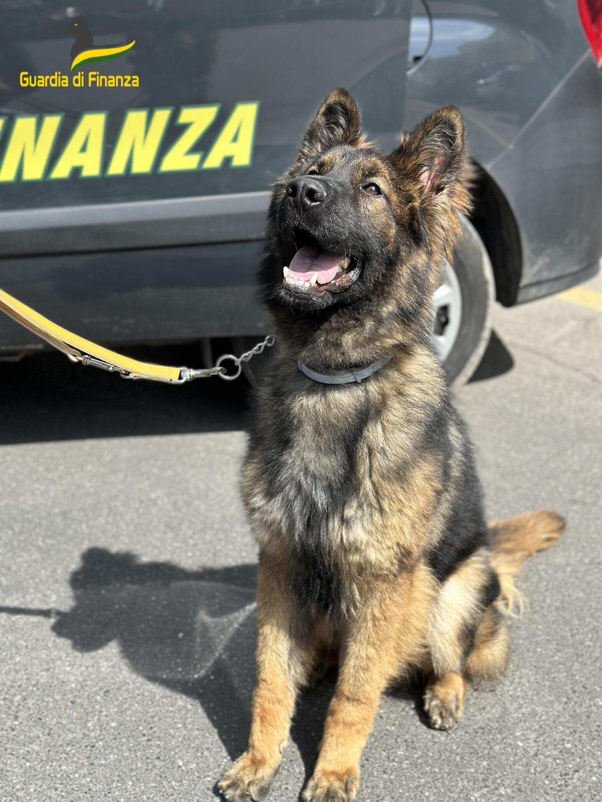 Ecco Linux, il pastore tedesco antidroga | MaremmaOggi