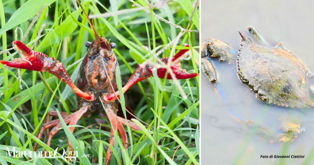 Granchio blu e gambero rosso, l'invasione nelle risaie maremmane ...