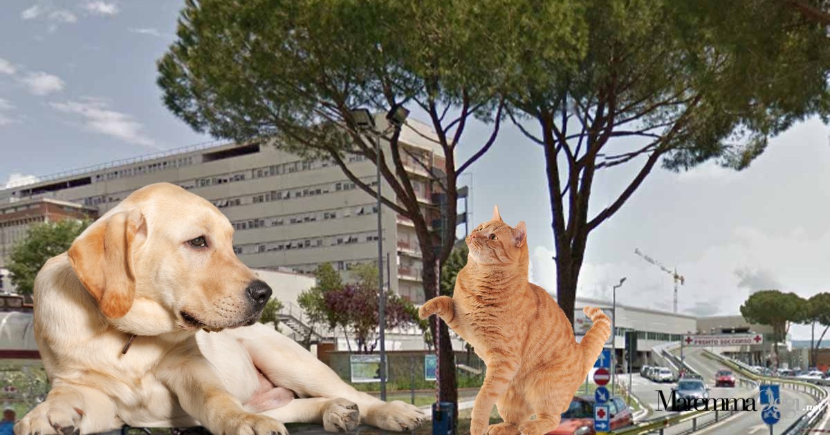 Il malato in ospedale con il suo cane e il suo gatto. Il progetto dell ...