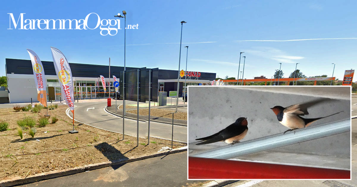 La primavera arriva al Conad con le rondini | MaremmaOggi