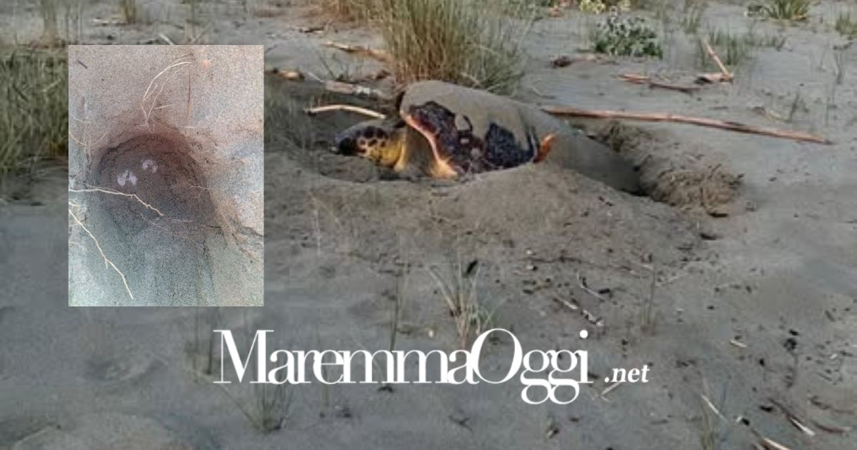 La tartaruga sceglie le Marze per deporre le uova | MaremmaOggi