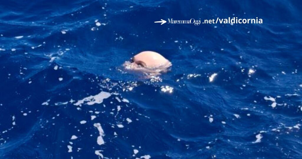 Testa in mare accanto a Palmaiola. Un sub va nel panico. Ma è un ...