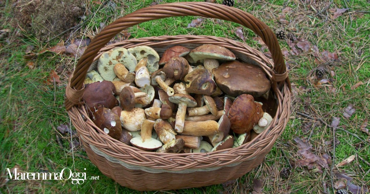 Raccolta di funghi, multe salate per chi non rispetta le regole ...