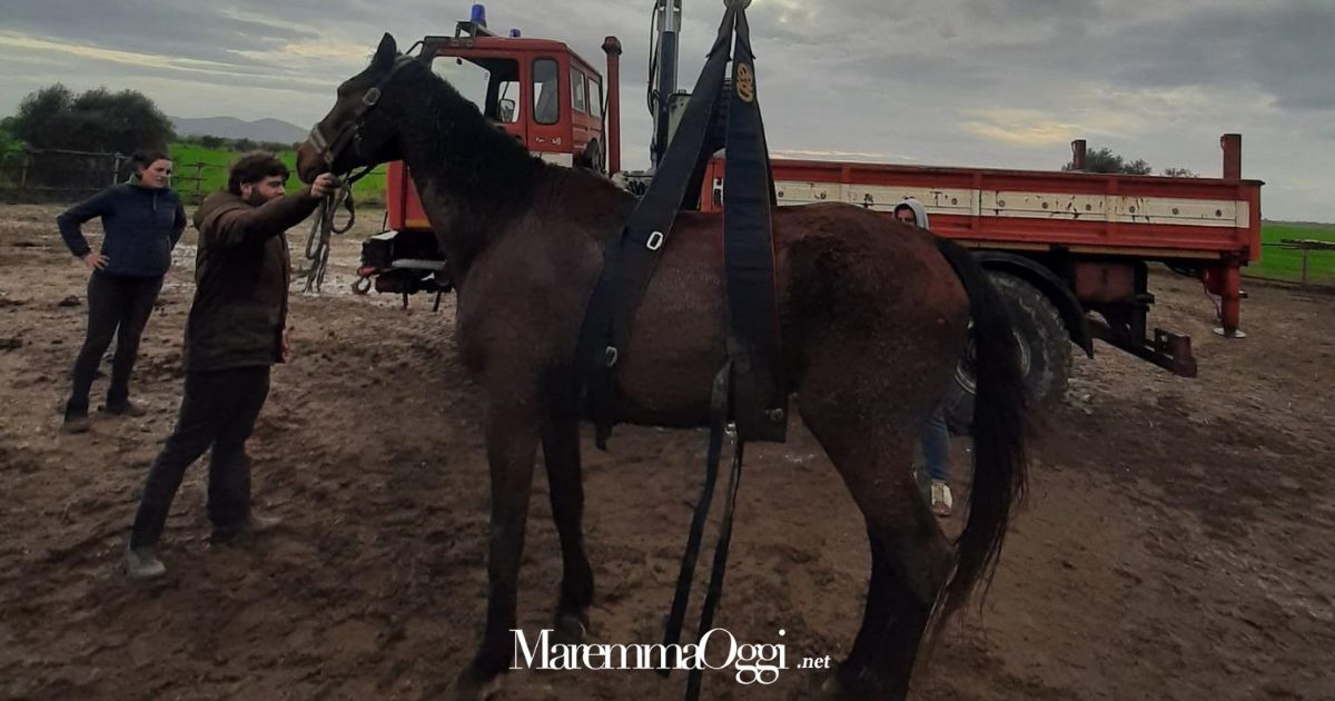 Cavallo finisce in una fossetta: salvato dai vigili del fuoco | MaremmaOggi