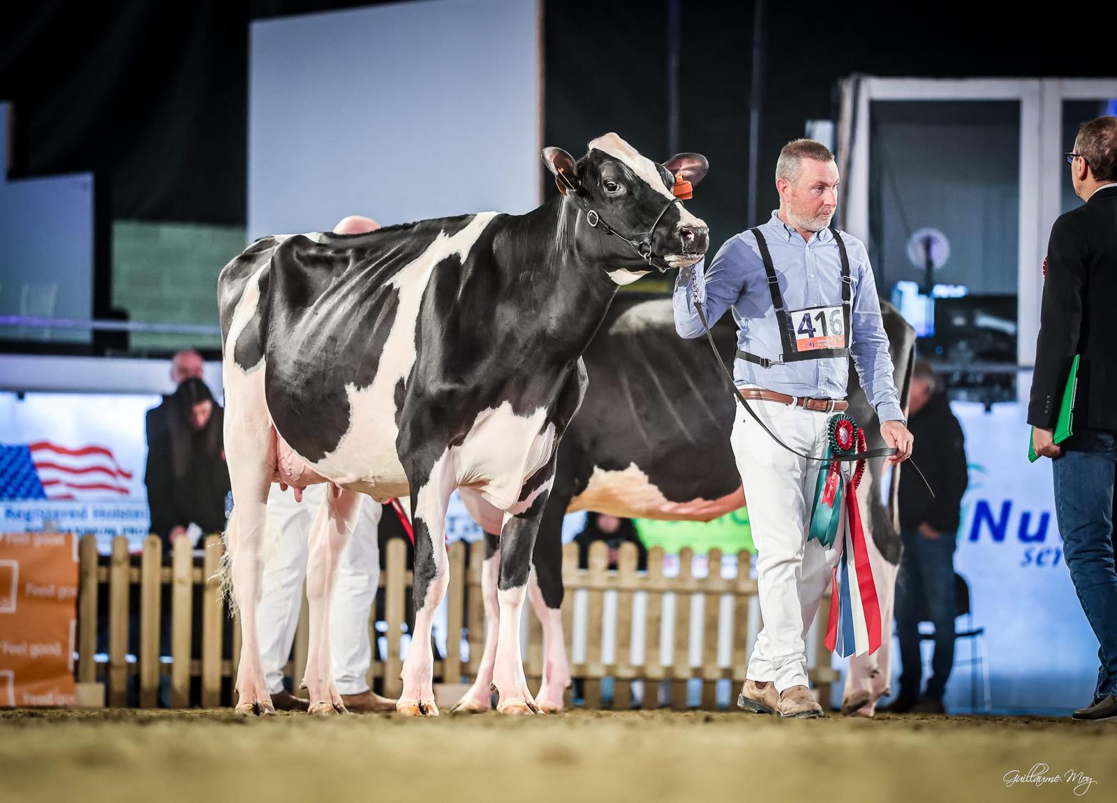La mucca più bella d’Europa è maremmana: trionfa Toc-Farm Havenofear ...