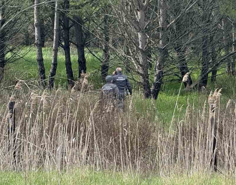 Capretta imprendibile tra Maremà e Aurelia: inseguimento di 4 ore a ...