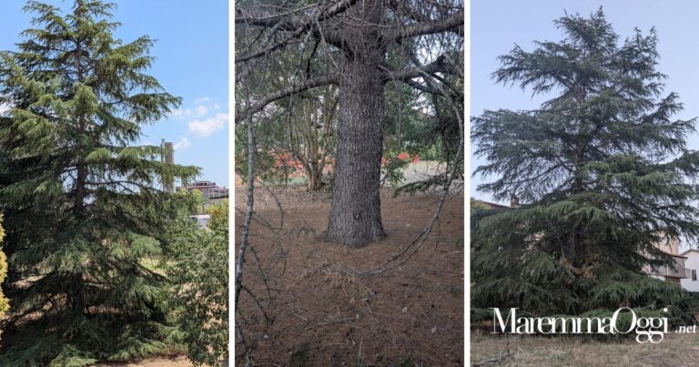 Grosseto si mobilita per il cedro. Presidio ai piedi dell'albero ...